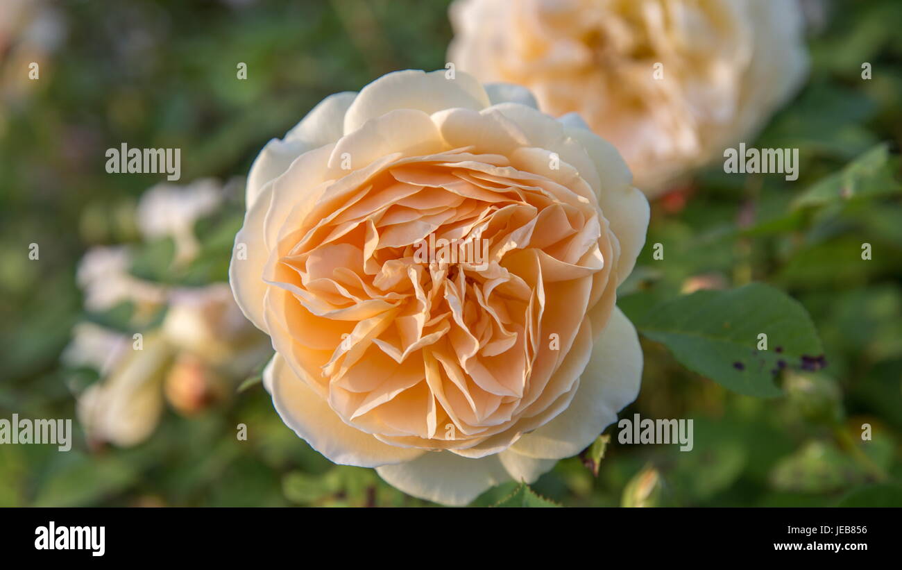 June to august bloom hi-res stock photography and images - Alamy