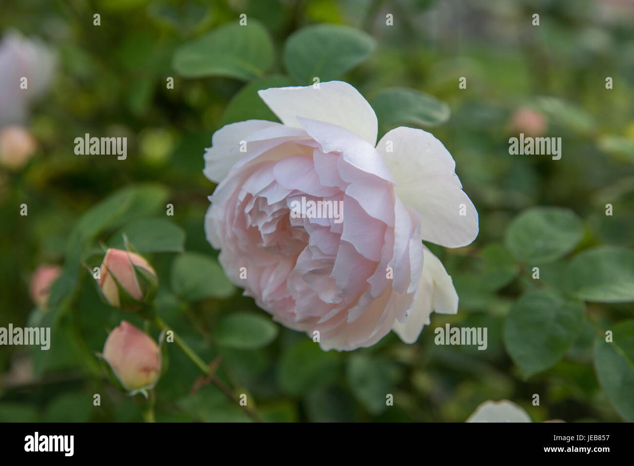 Rose gentle hermione hi-res stock photography and images - Alamy