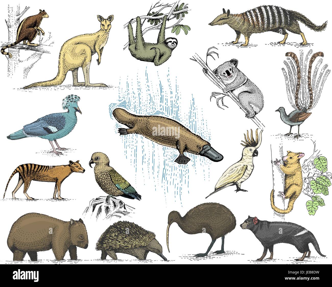 big set of australian and new zealand symbols, animal engraved, hand ...