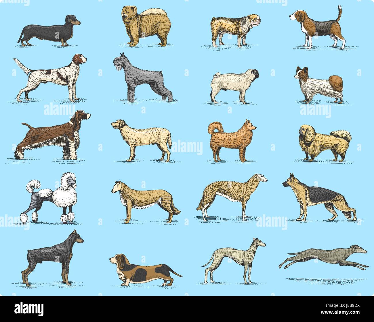 Vector illustration springer spaniel dog hi-res stock photography and ...