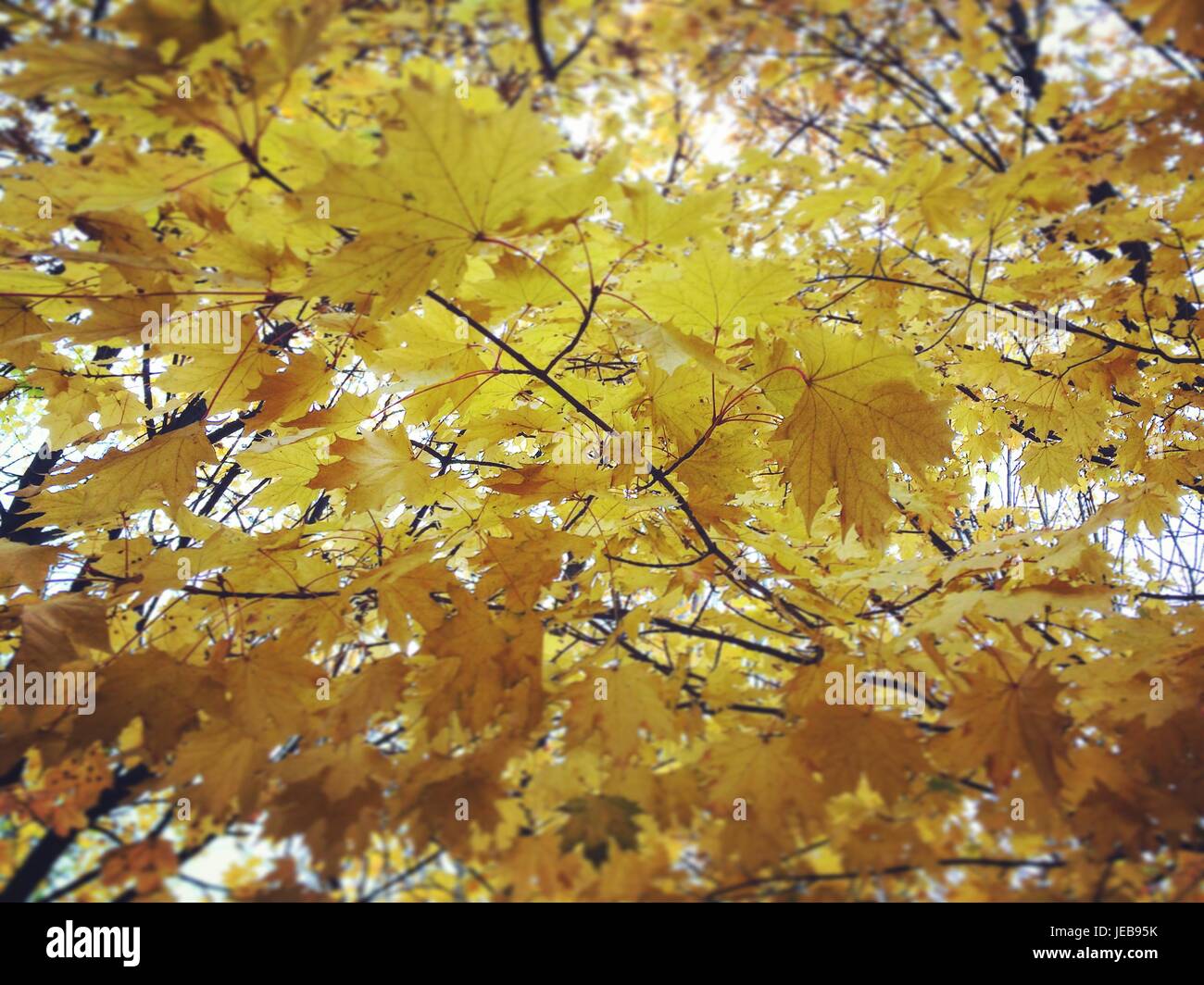Gloomy weather tree hi-res stock photography and images - Alamy