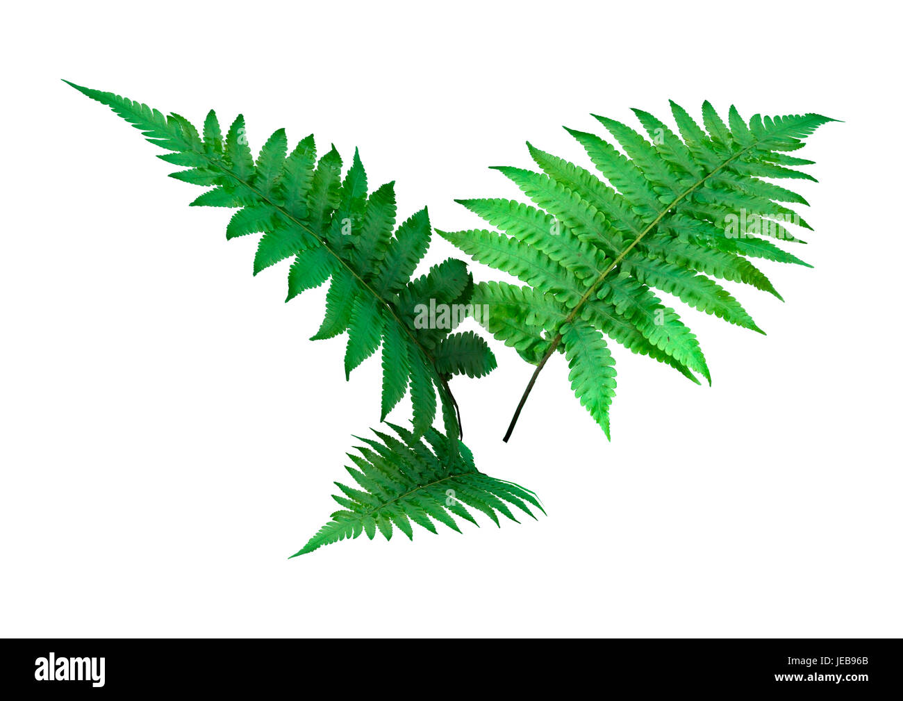 3D rendering of three green fern leaves isolated on white background ...