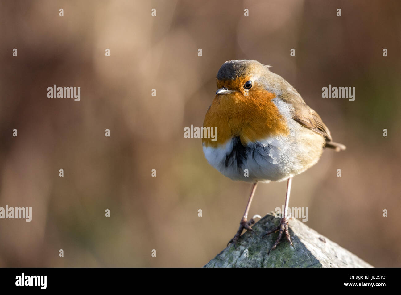 Robin on a post Stock Photo - Alamy