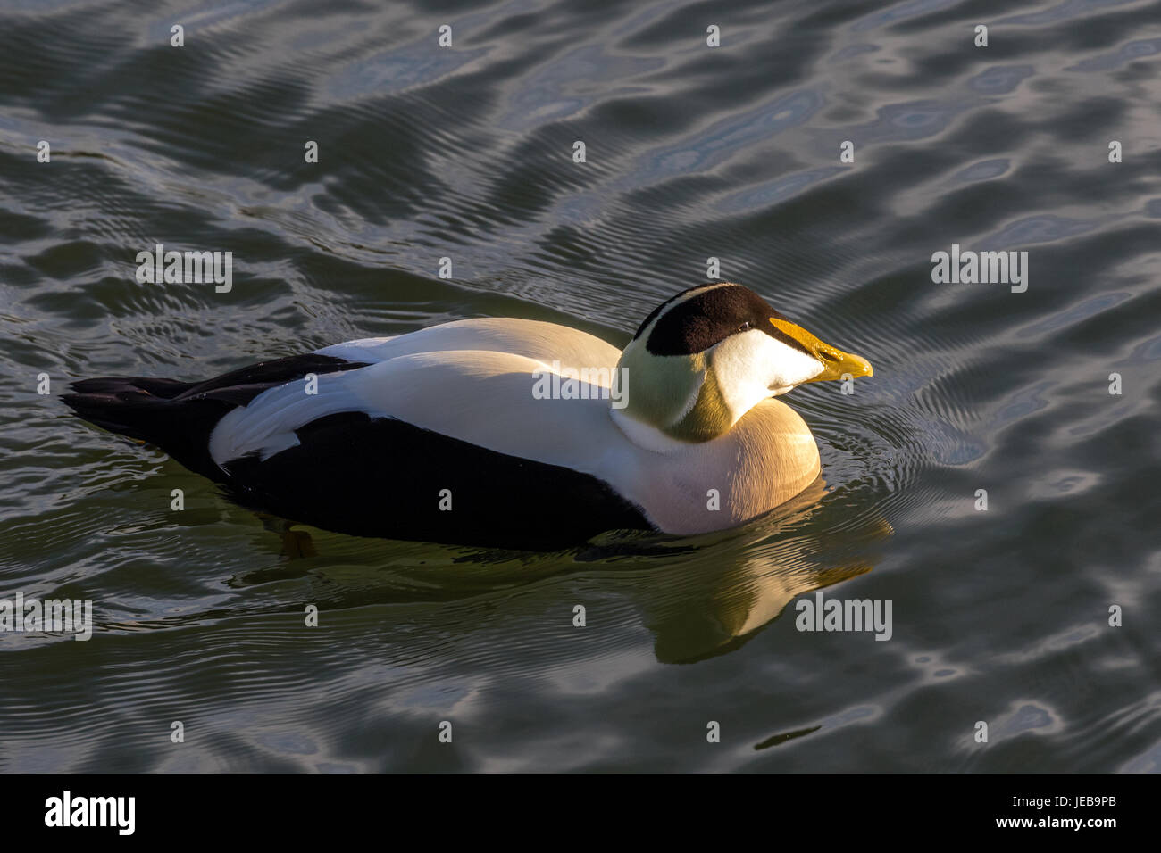 Eider Duck Northumberland High Resolution Stock Photography and Images ...