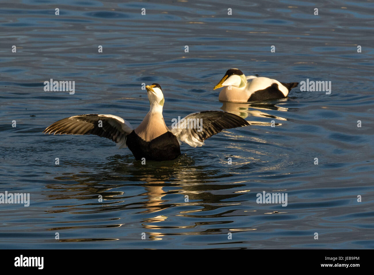 Eider ducks on the Northumberland coast Stock Photo - Alamy