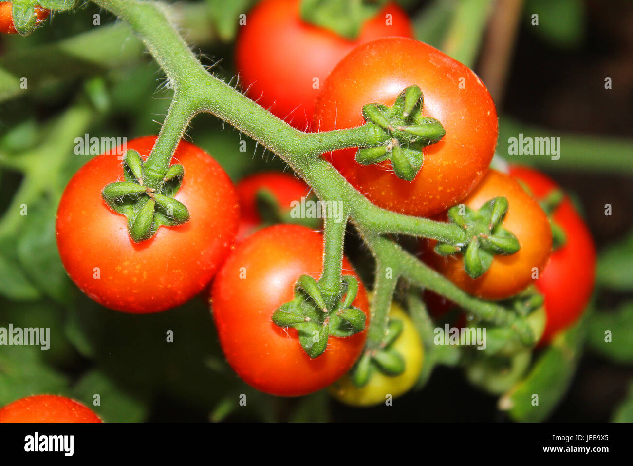 a ripe tomato plant Stock Photo - Alamy