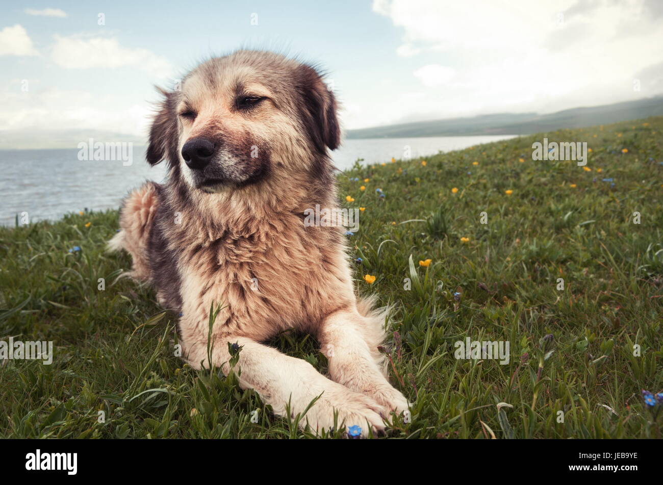 Portrait of the dog in nature Stock Photo - Alamy