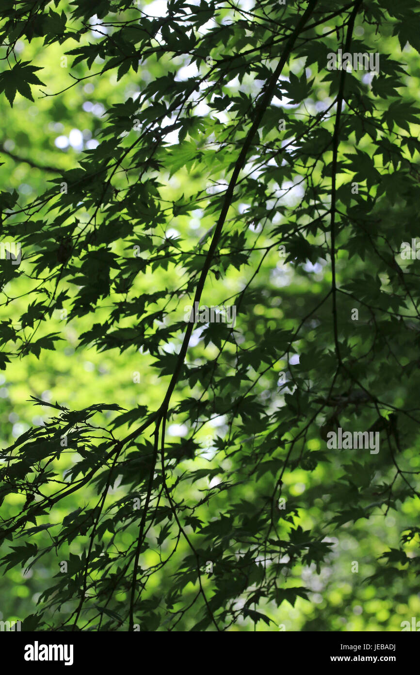 Green leaves against the light Stock Photo - Alamy