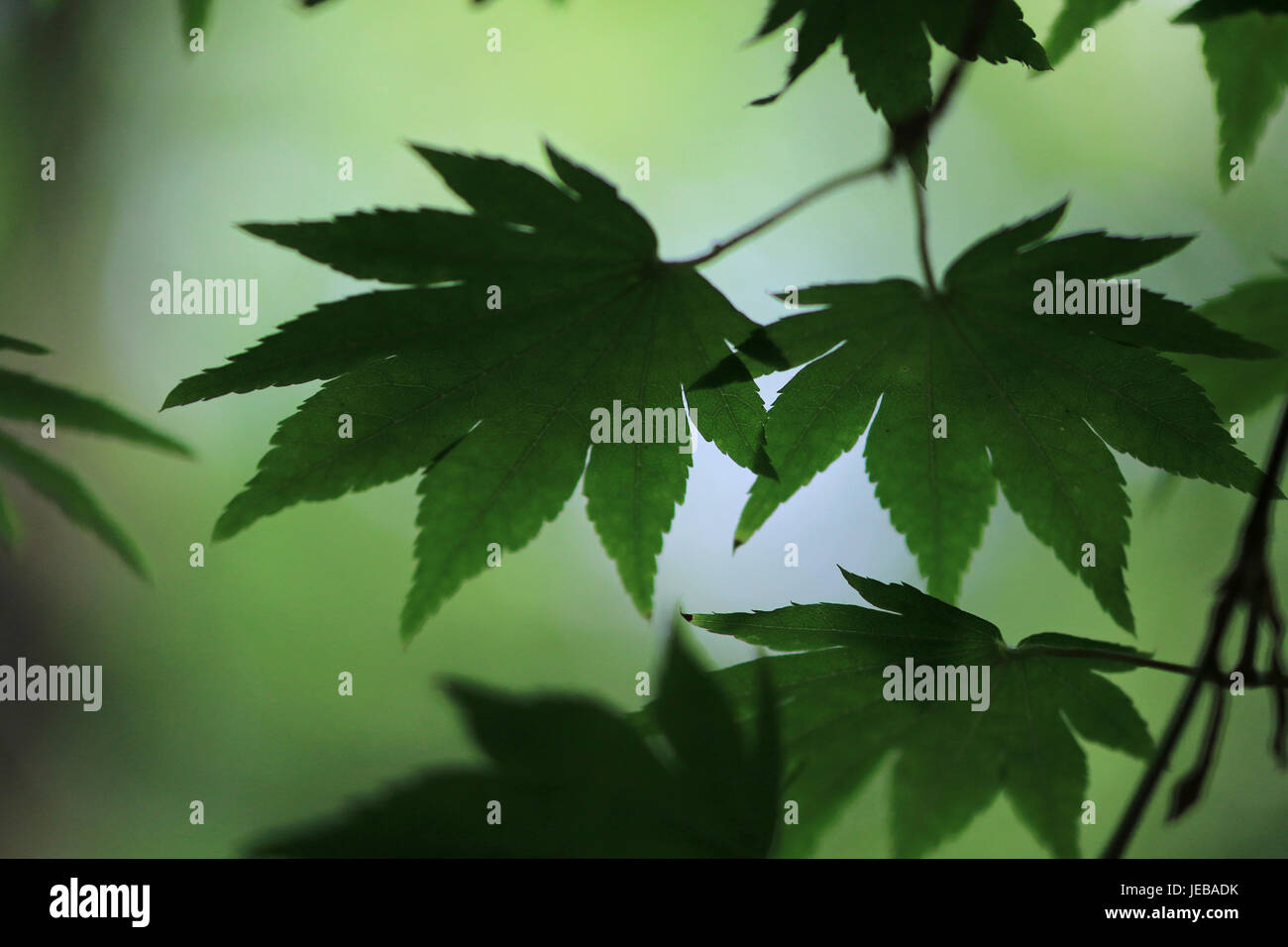 Green leaves against the light Stock Photo - Alamy