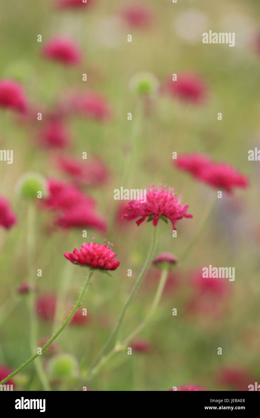 vertical Red scabious flowers Stock Photo - Alamy