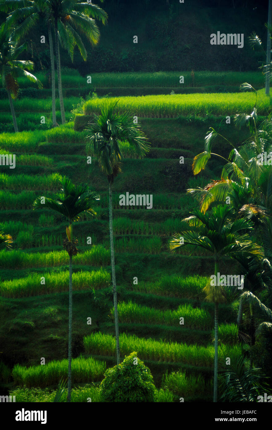 Indonesia, Bali, Rice terraces Stock Photo - Alamy