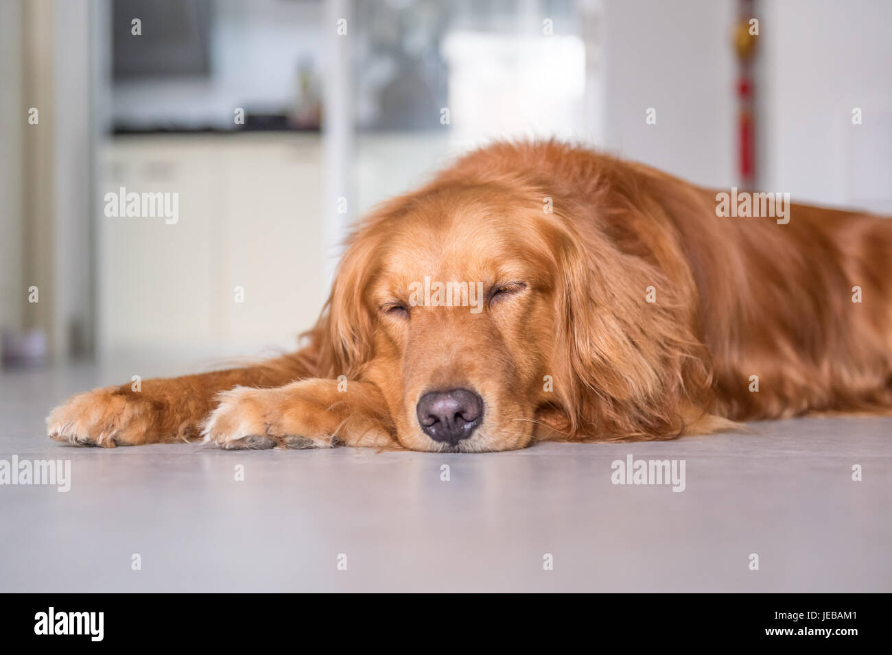 Golden Retriever to lie on the ground Stock Photo - Alamy