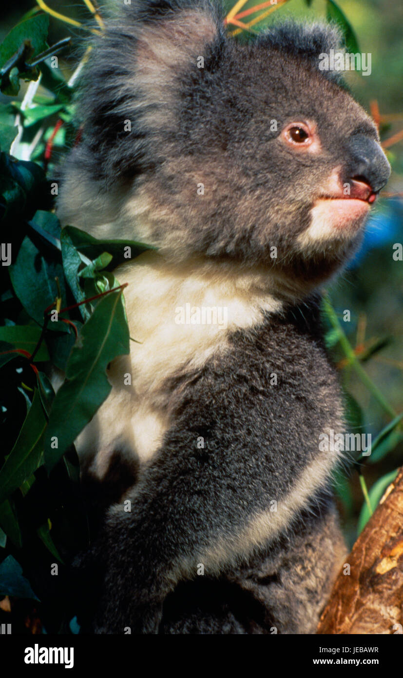 Australia, Animals, Portrait of Koala Bear in eucalyptus tree Stock ...