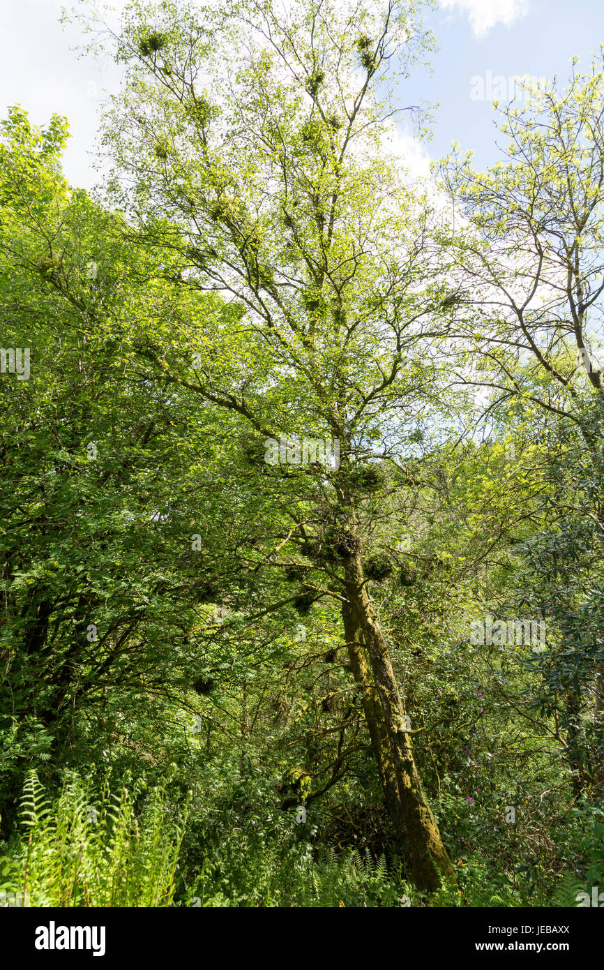 Bare trees and branches in an autumnal forest Stock Photo - Alamy