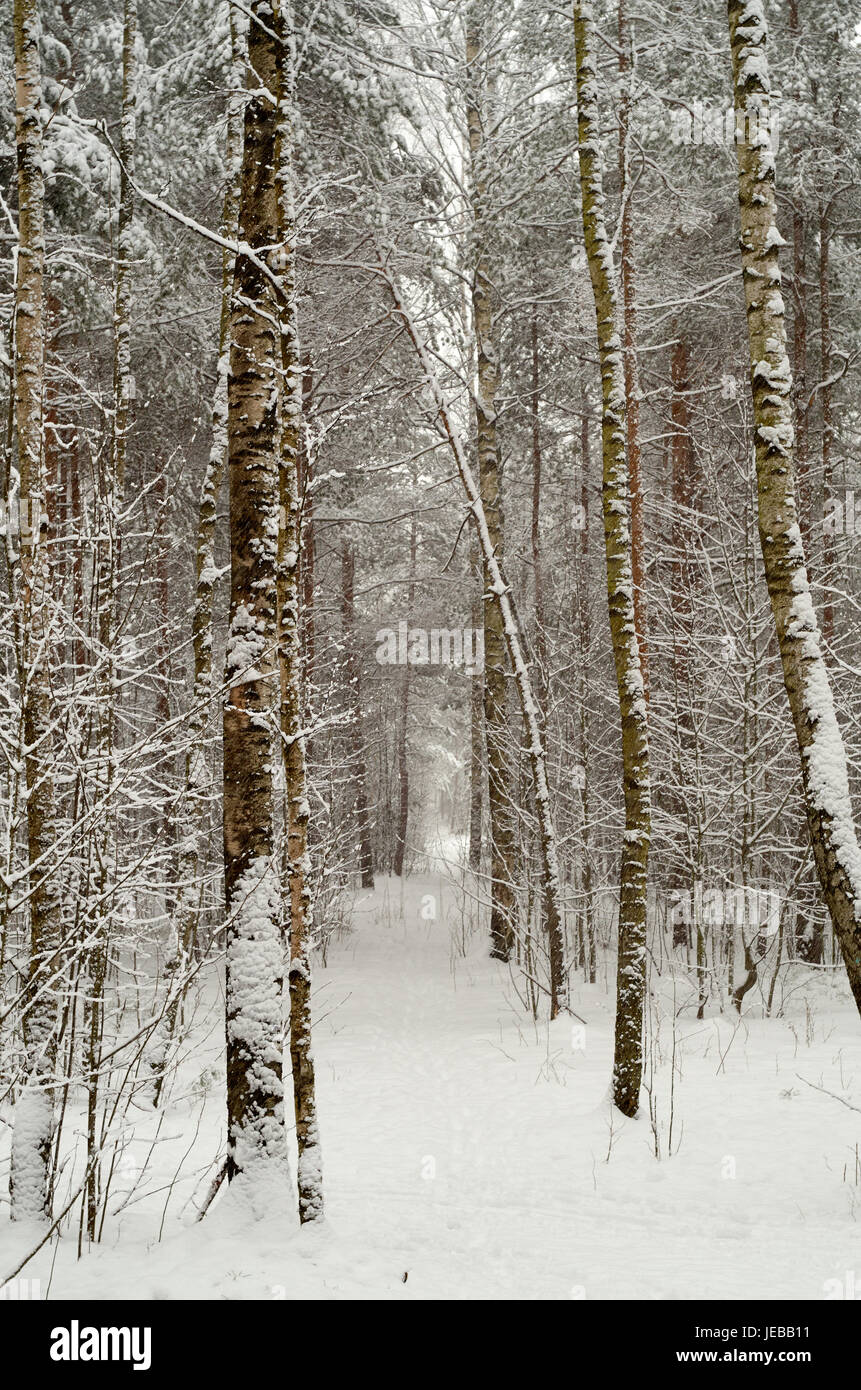 Winter in forest Stock Photo - Alamy