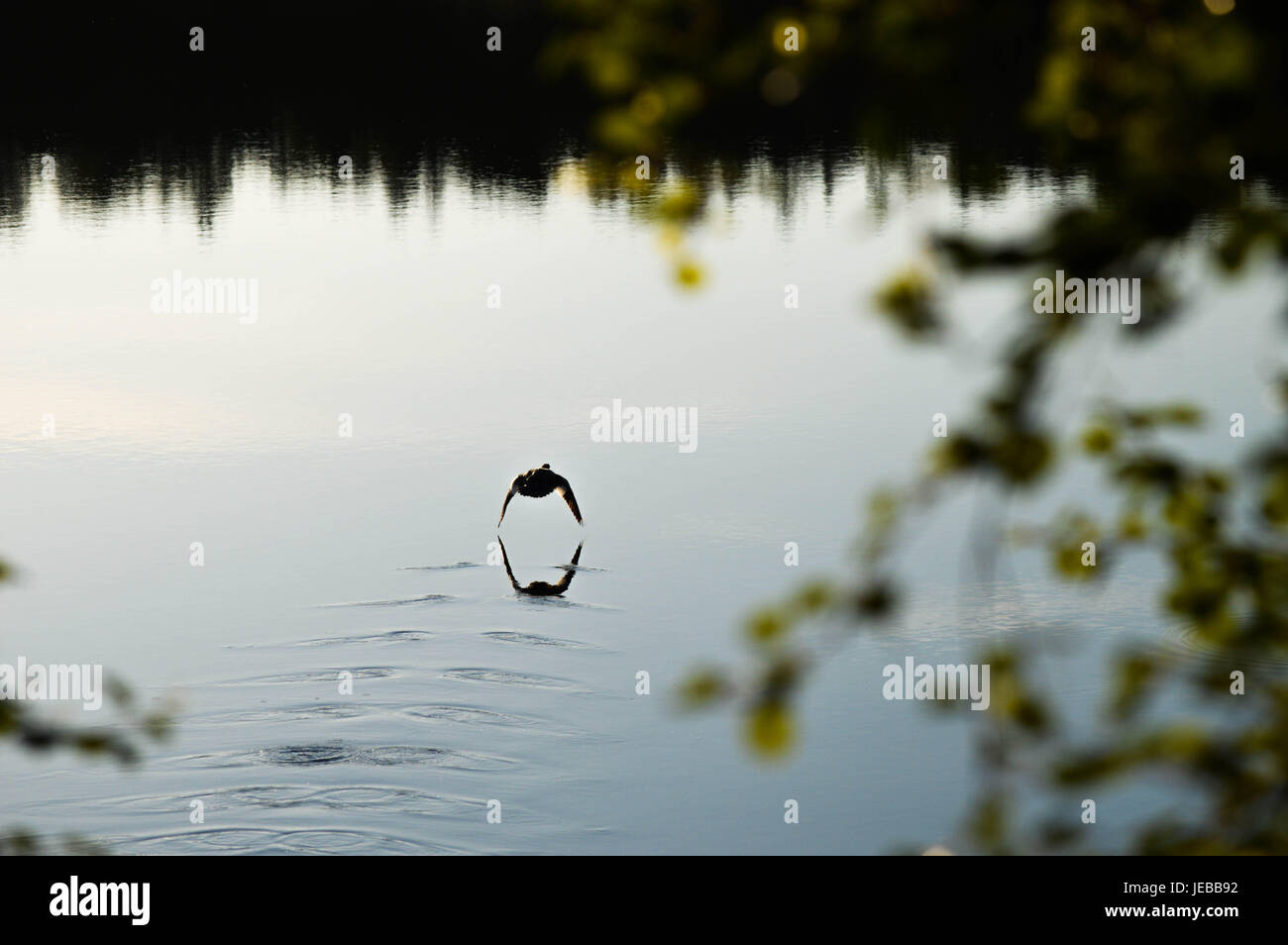 Duck Taking Off Stock Photo - Alamy