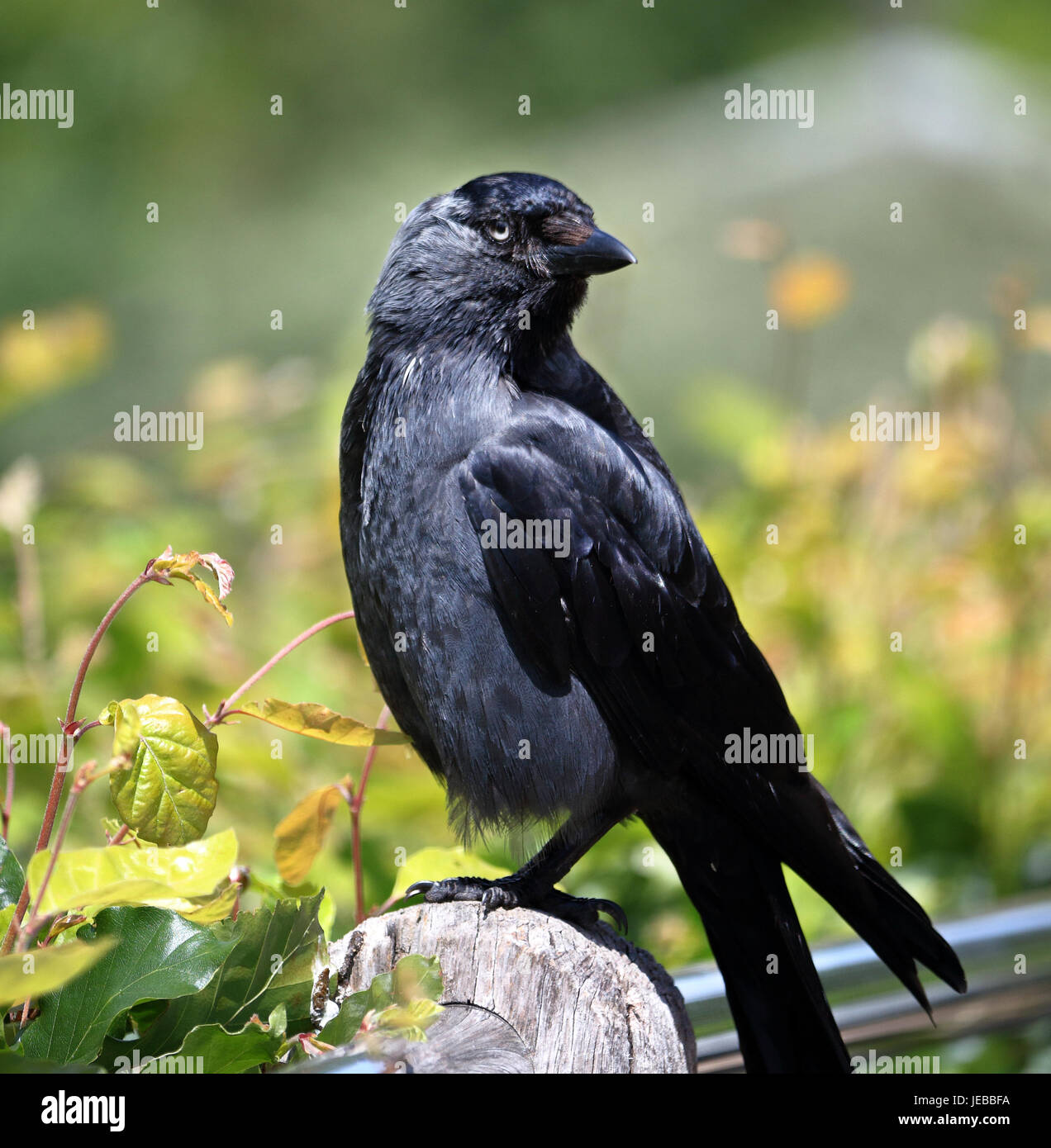 Jackdaw feathers hi-res stock photography and images - Alamy