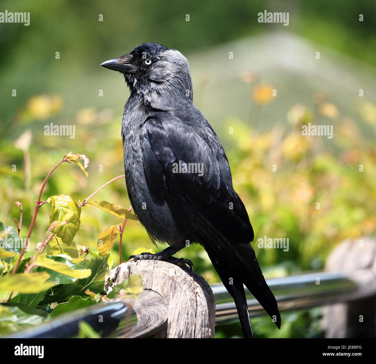 Jackdaw feathers hi-res stock photography and images - Alamy