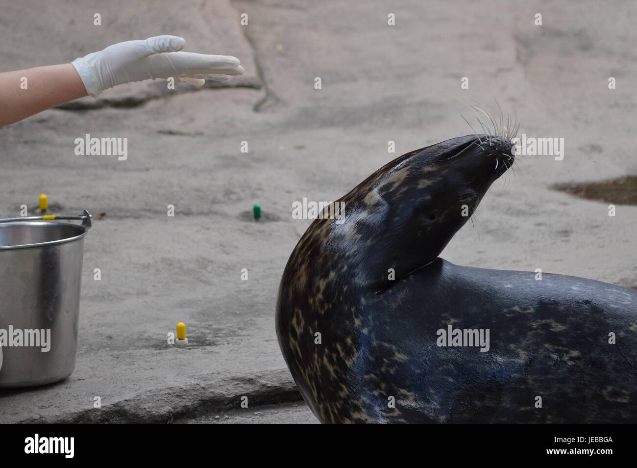 Zookeeper working with a harbor seal Stock Photo - Alamy