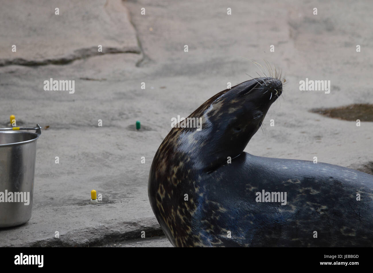 Life of seal hi-res stock photography and images - Alamy