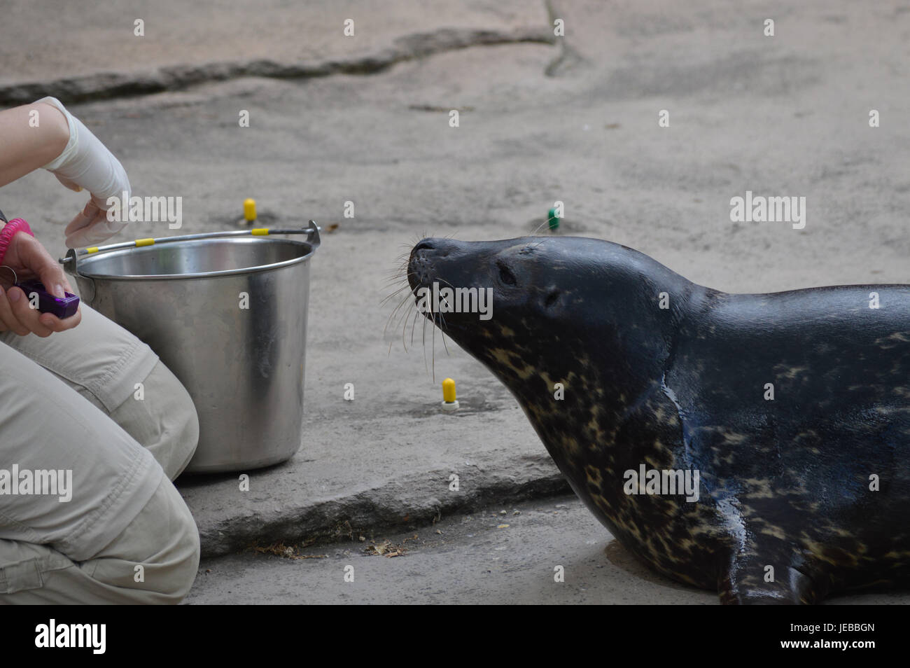 Zookeeper working with a harbor seal Stock Photo - Alamy