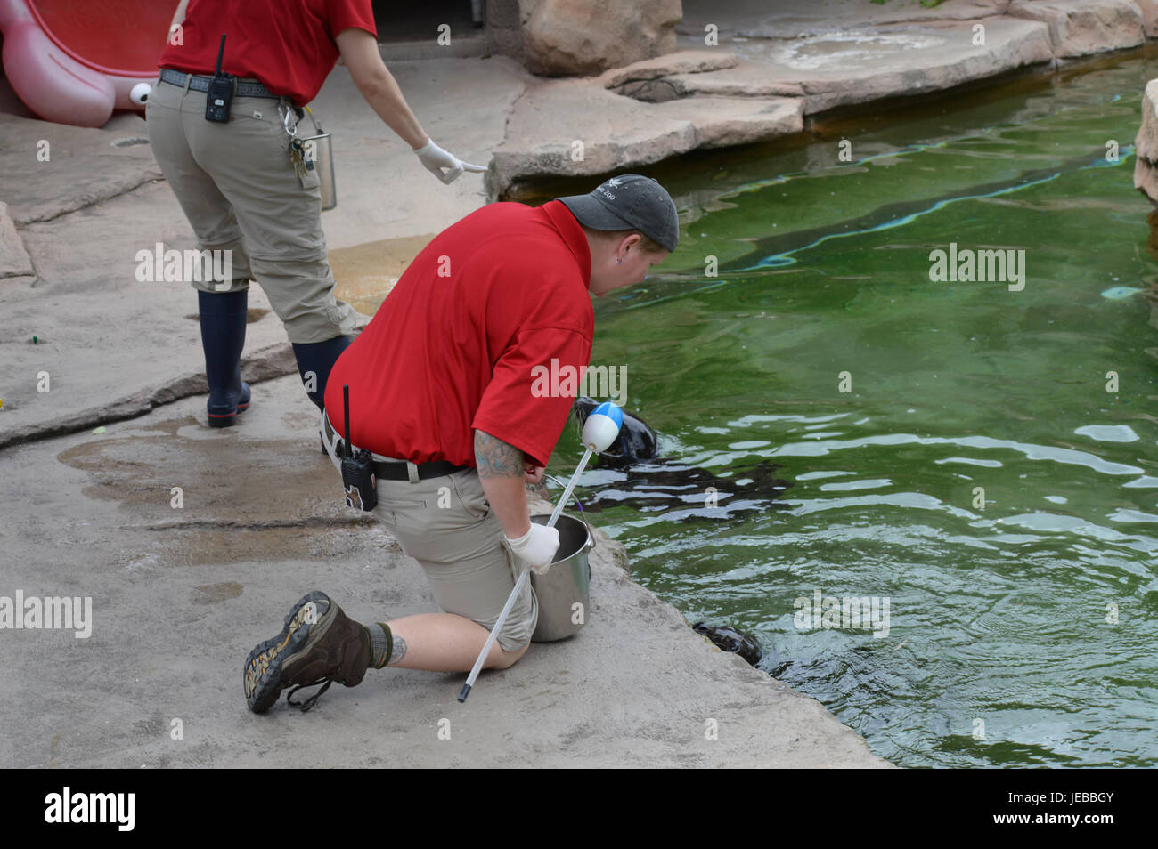 Zookeeper working with a harbor seal Stock Photo - Alamy