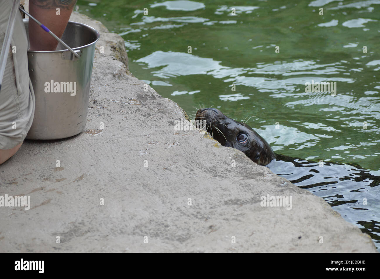 Zookeeper working with a harbor seal Stock Photo - Alamy