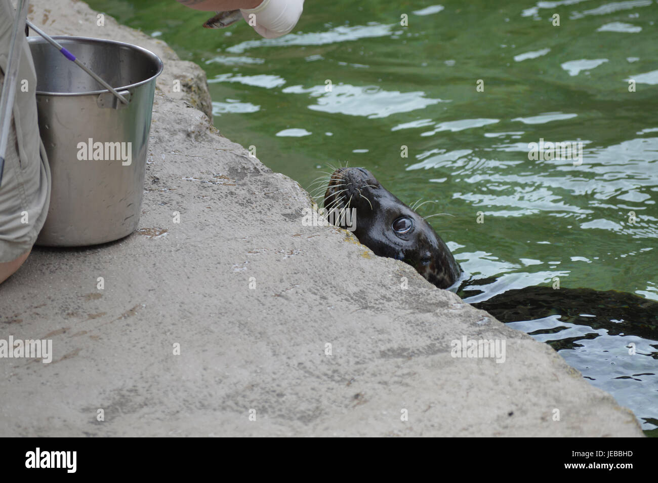 Zookeeper working with a harbor seal Stock Photo - Alamy