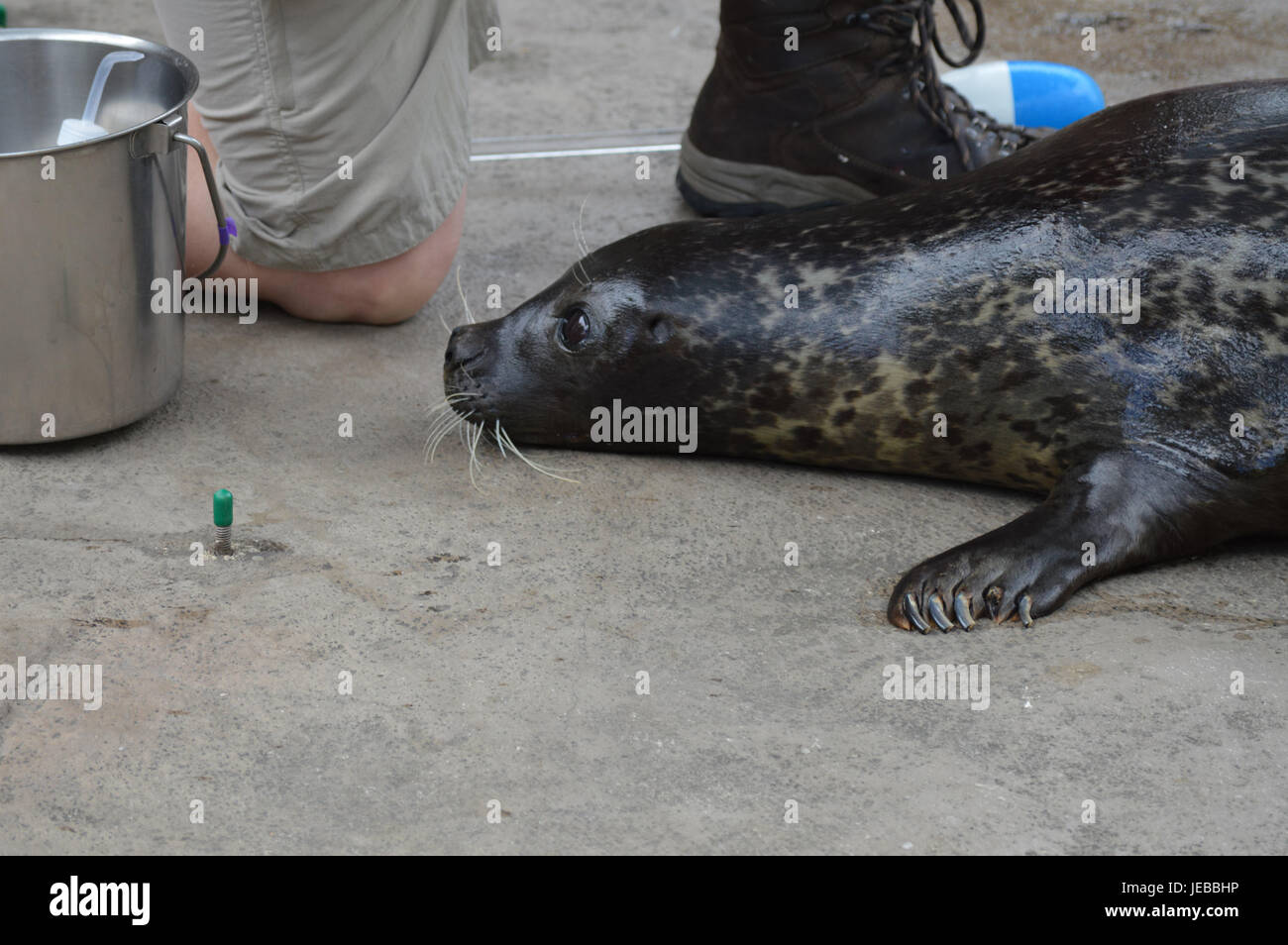 Zookeeper working with a harbor seal Stock Photo - Alamy