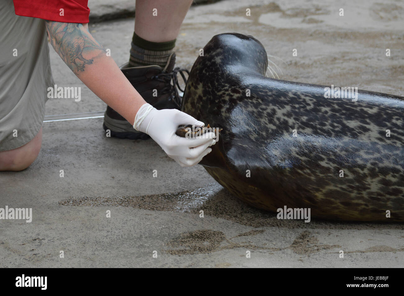 Zookeeper working with a harbor seal Stock Photo - Alamy