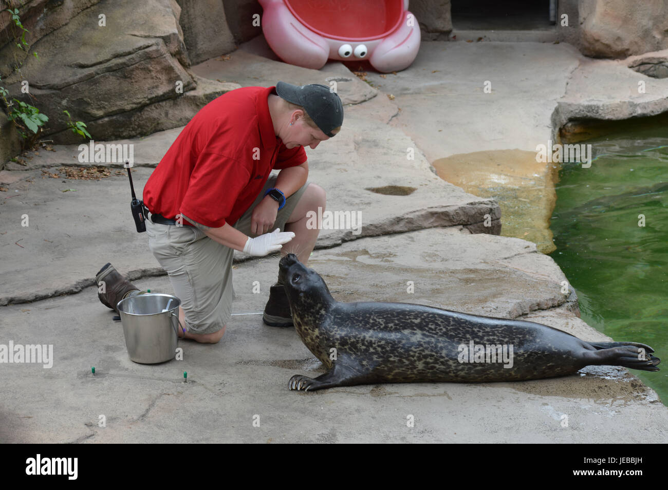 Zookeeper working with a harbor seal Stock Photo - Alamy