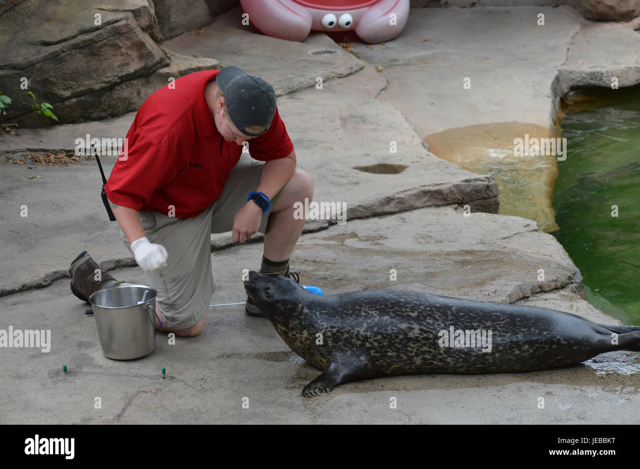 Zookeeper working with a harbor seal Stock Photo - Alamy