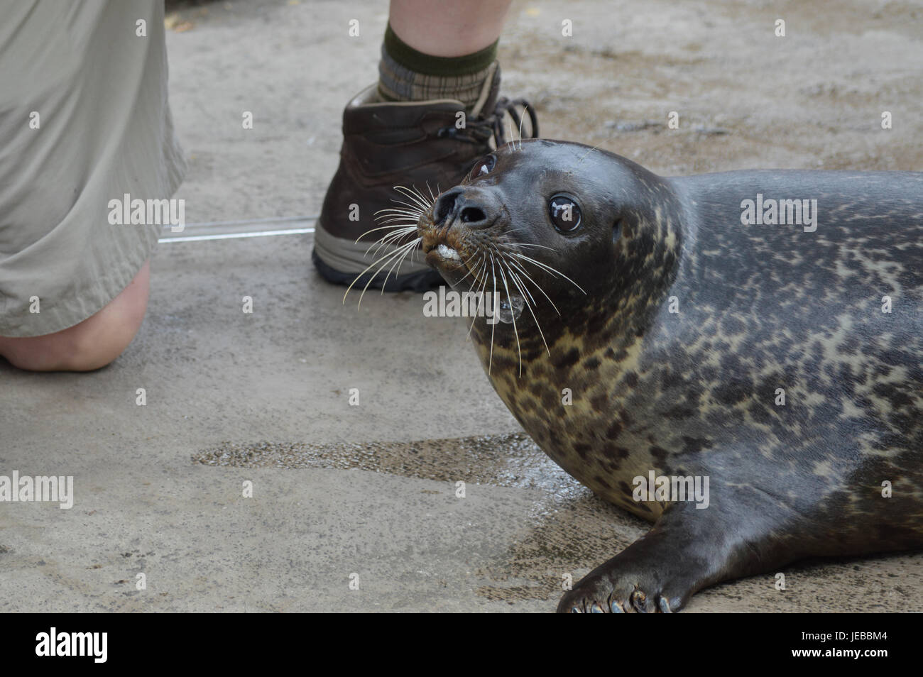 Zookeeper working with a harbor seal Stock Photo - Alamy