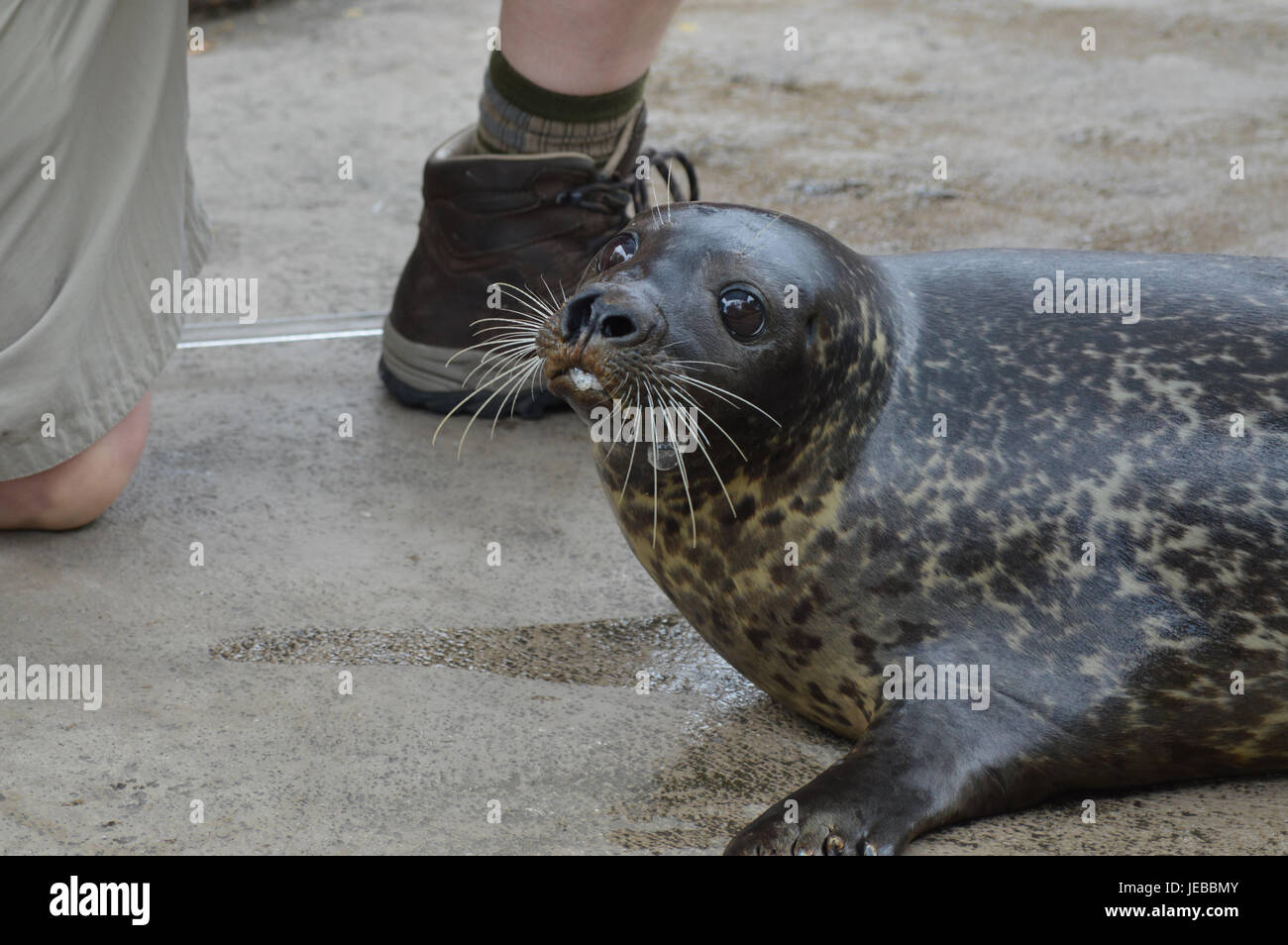 Zookeeper working with a harbor seal Stock Photo - Alamy