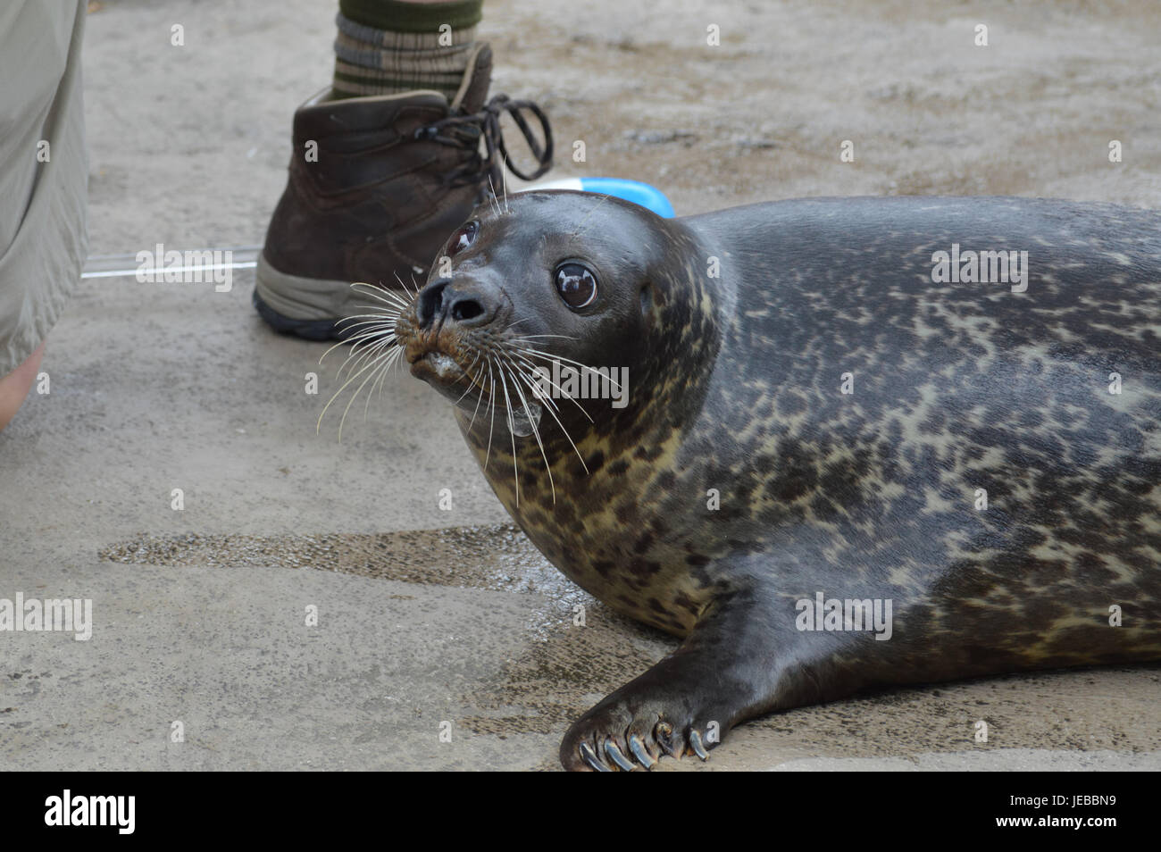 Zookeeper working with a harbor seal Stock Photo - Alamy