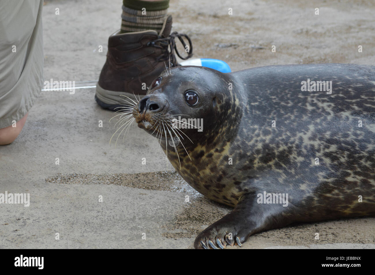 Zookeeper working with a harbor seal Stock Photo - Alamy