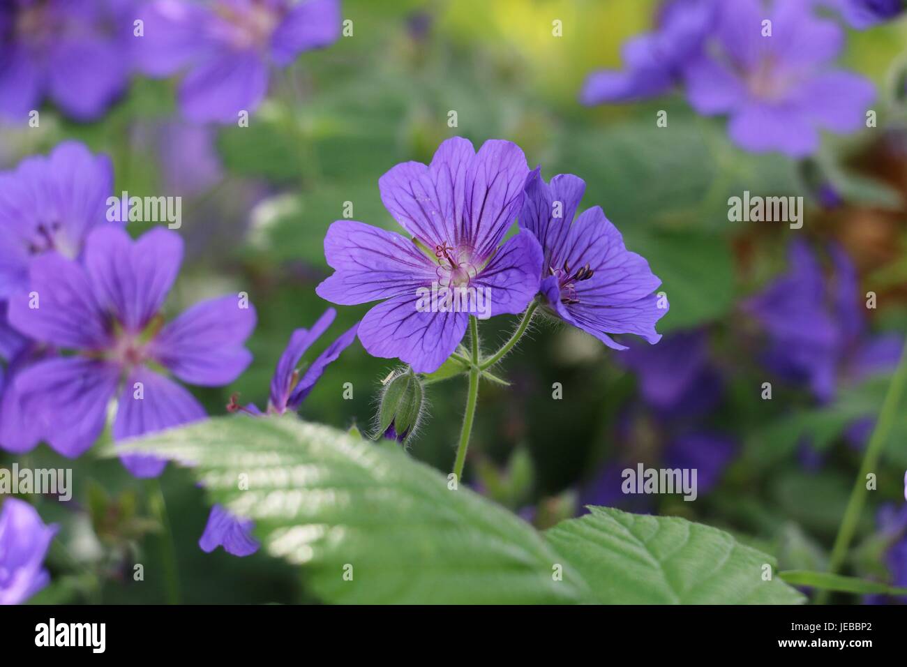 Geranium magnificum hi-res stock photography and images - Alamy
