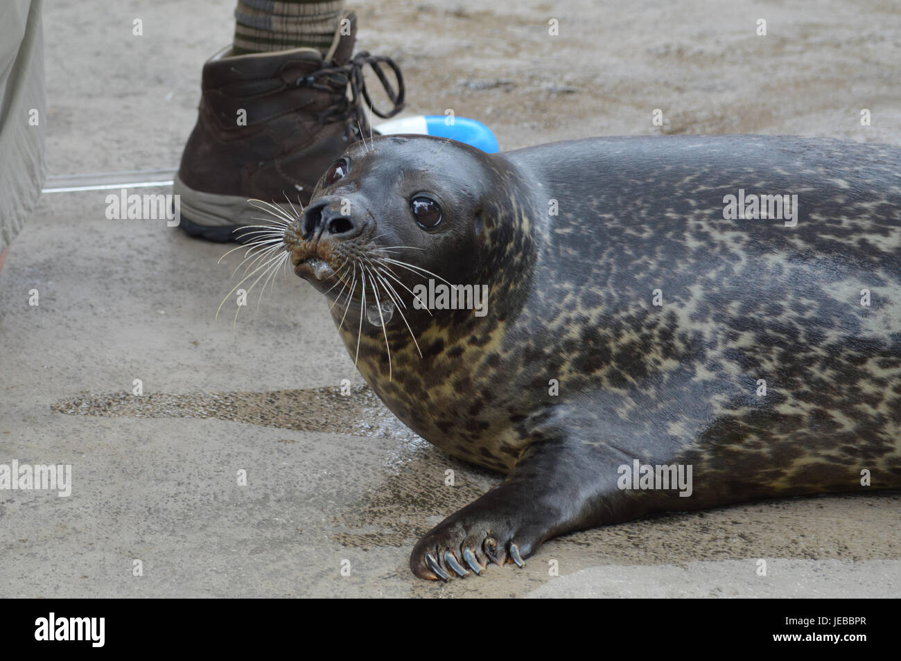Zookeeper working with a harbor seal Stock Photo - Alamy