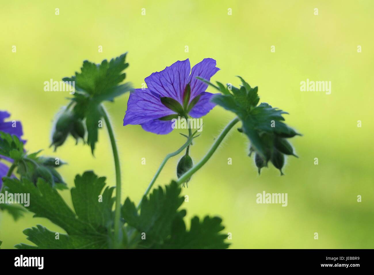 One single purple blue Cranesbill Geranium flower, Geranium magnificum ...