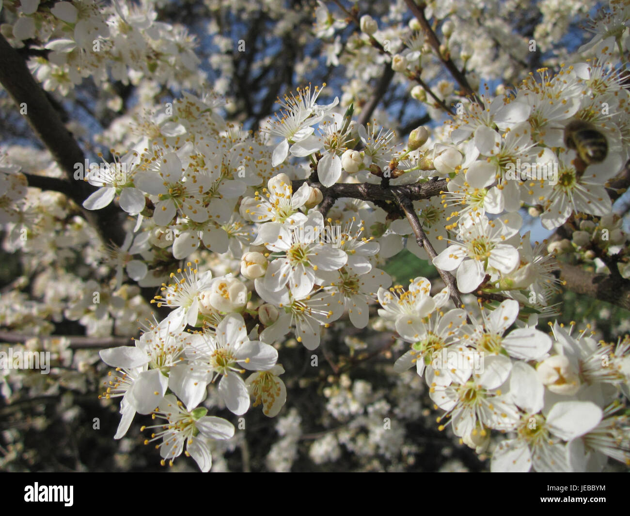 Prunus cerasifera known cherry hi-res stock photography and images - Alamy