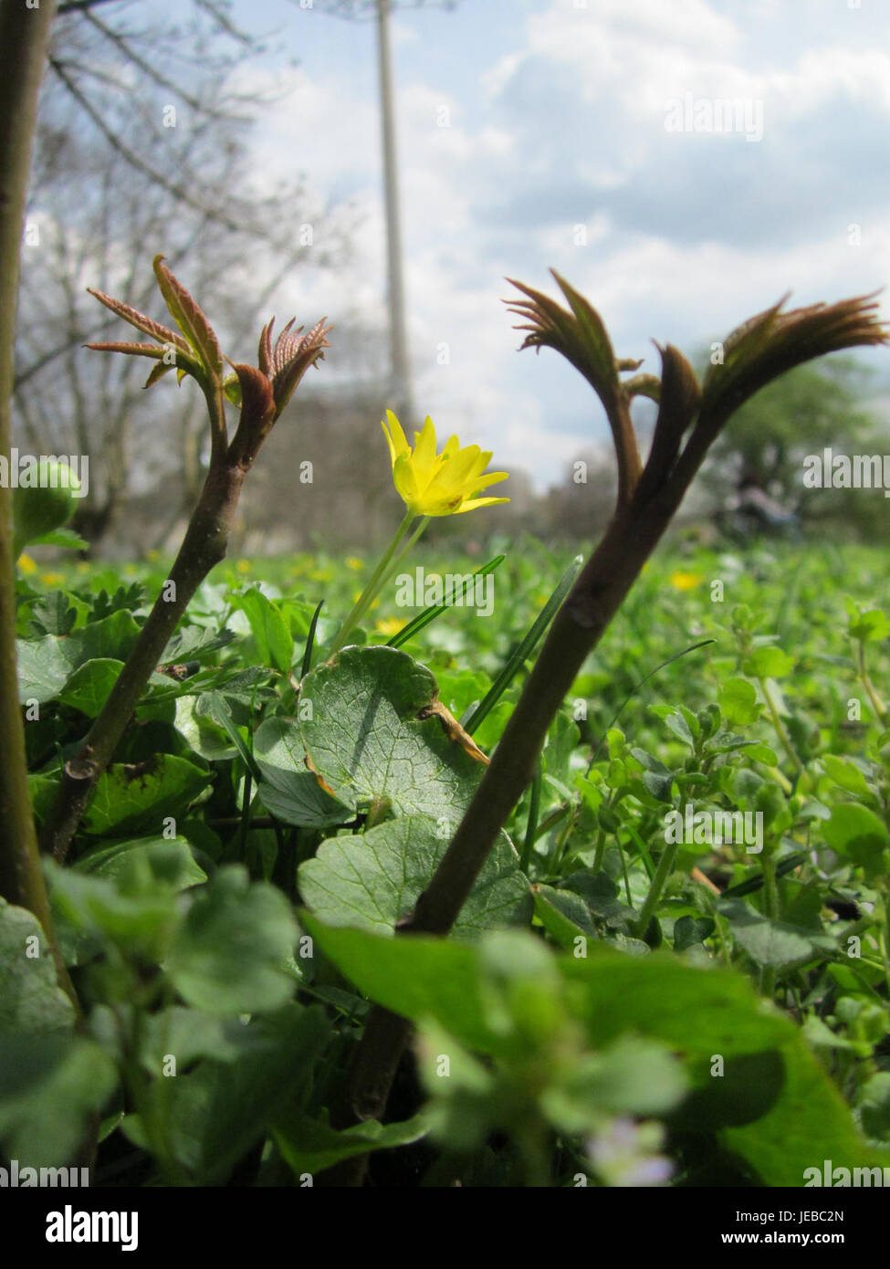 On April 16, 2013, Fluegelnuss (Wings of the Nut), a species of tree ...