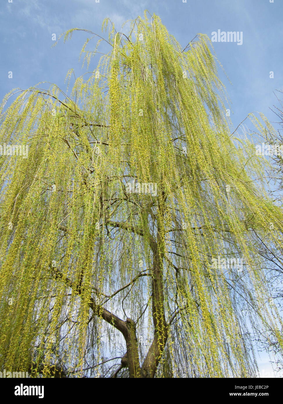 Trauerweide weeping willow tree hi-res stock photography and images - Alamy
