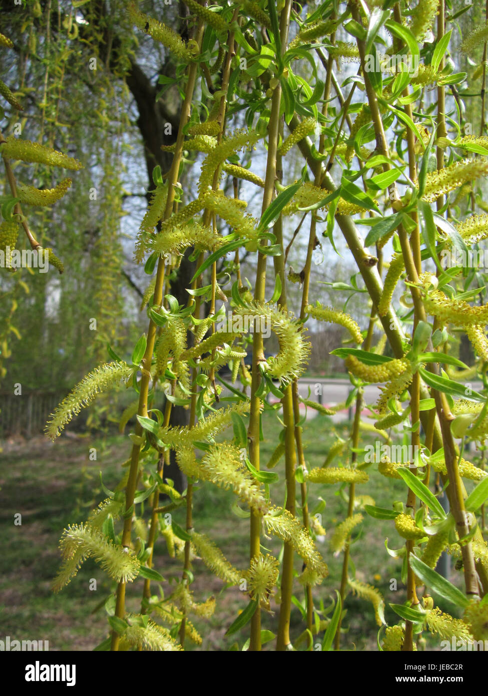 Weeping willow tree drooping hi-res stock photography and images - Alamy