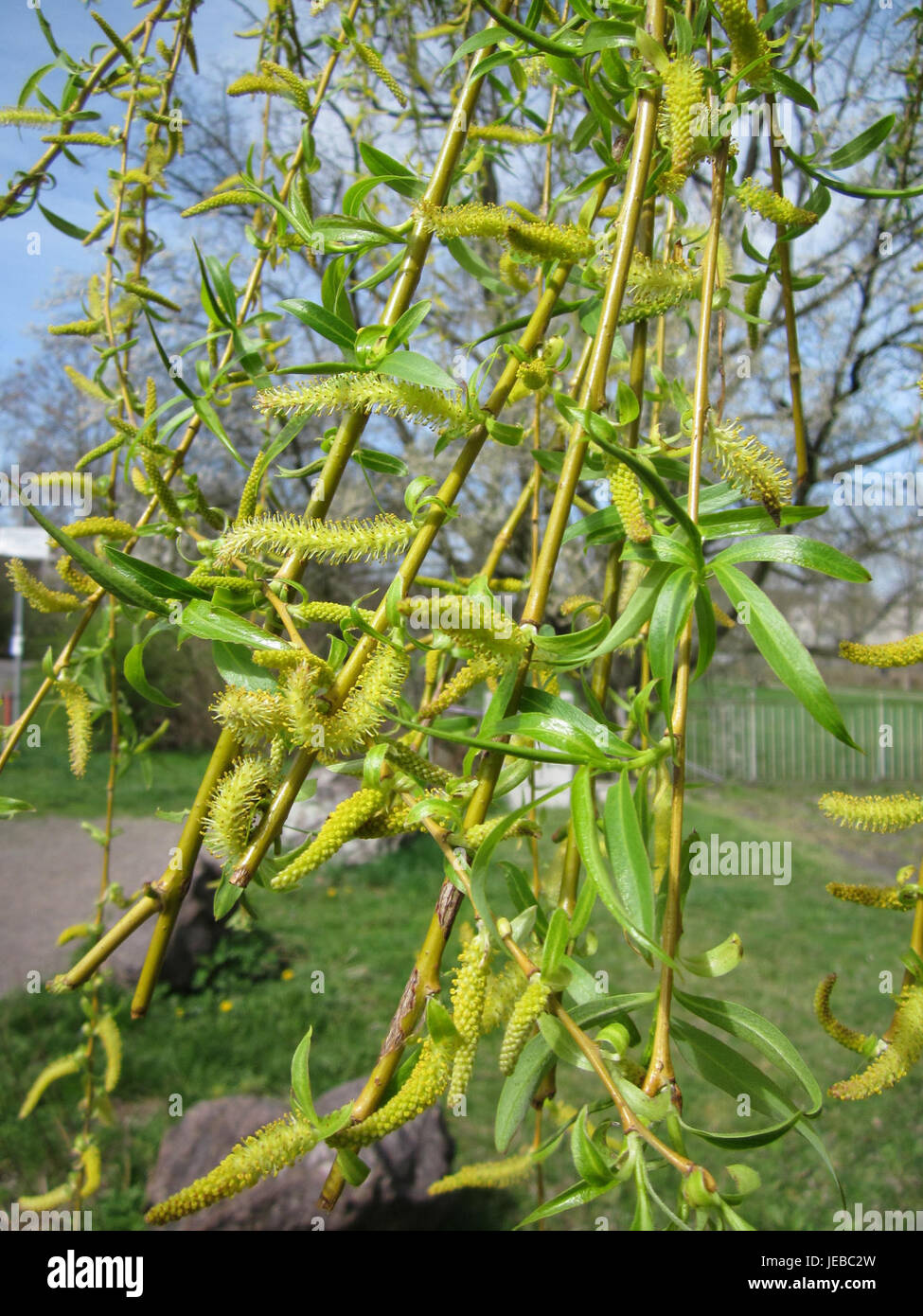 A photograph of a Trauerweide (weeping willow) in Saarbrücken, captured ...