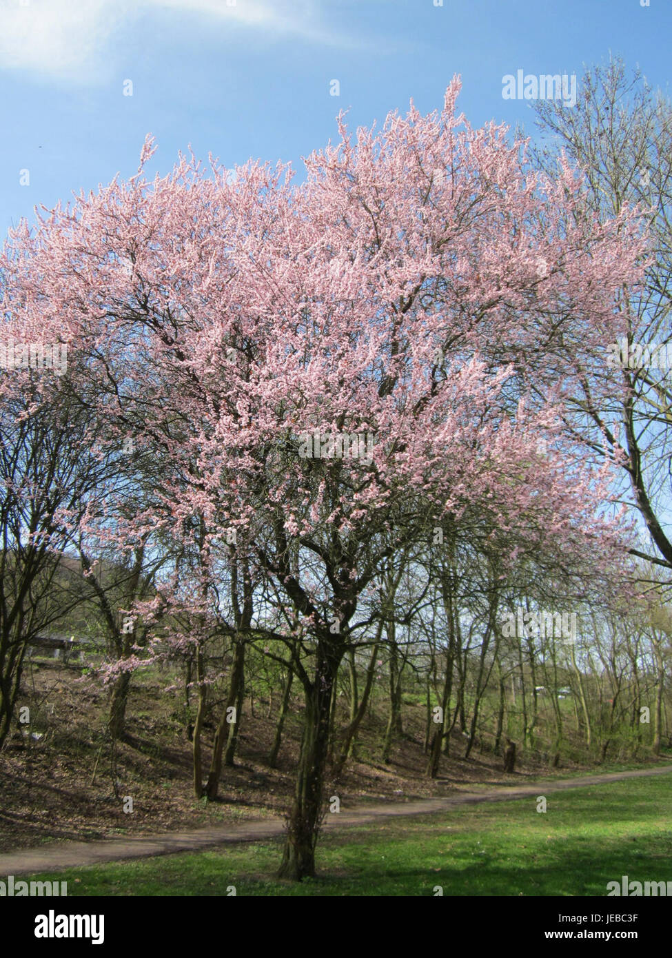 'Prunus cerasifera Saarbruecken' refers to a species of flowering plum ...