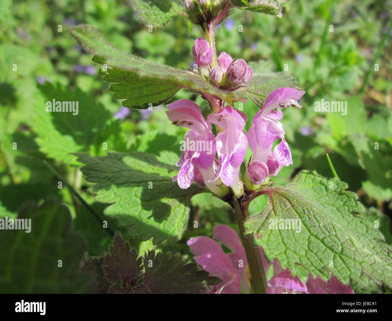 A close-up image of the spotted dead-nettle (Lamium maculatum) taken in ...