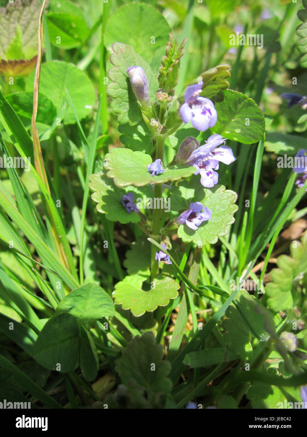 Gundermann plant hi-res stock photography and images - Alamy