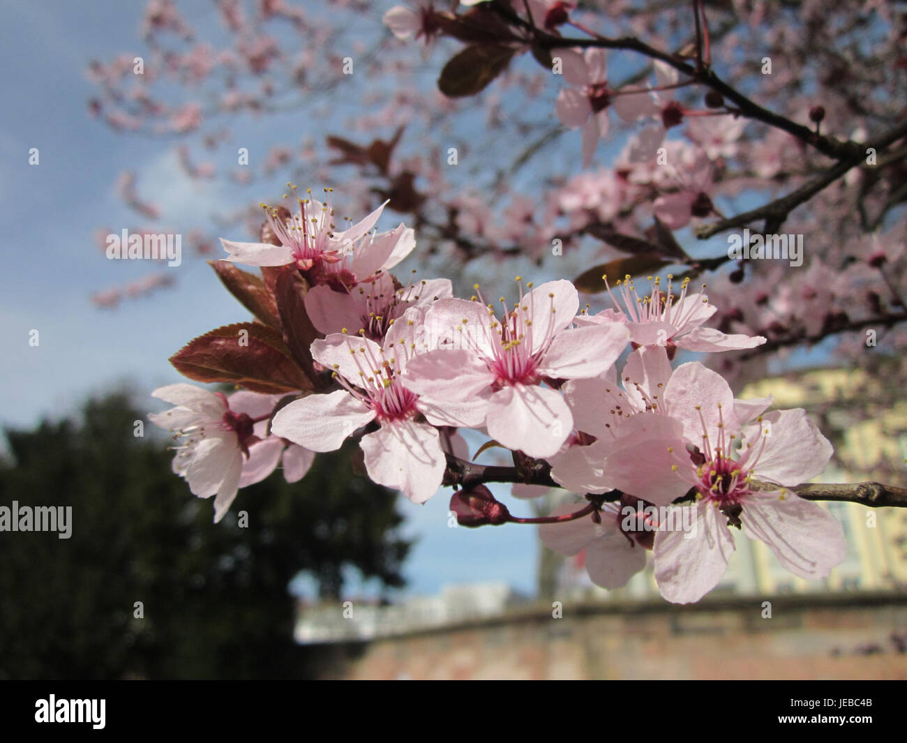 Prunus cerasifera, also known as cherry plum, is a small tree native to ...