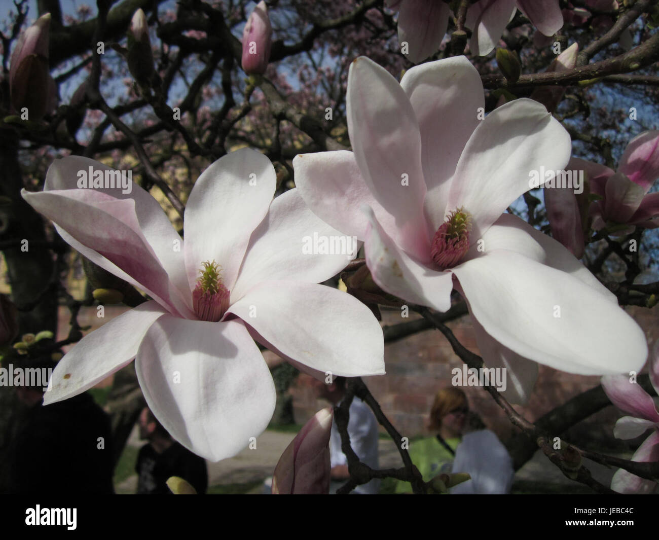 Magnolia trees in bloom are pictured in Saarbrücken, Germany ...