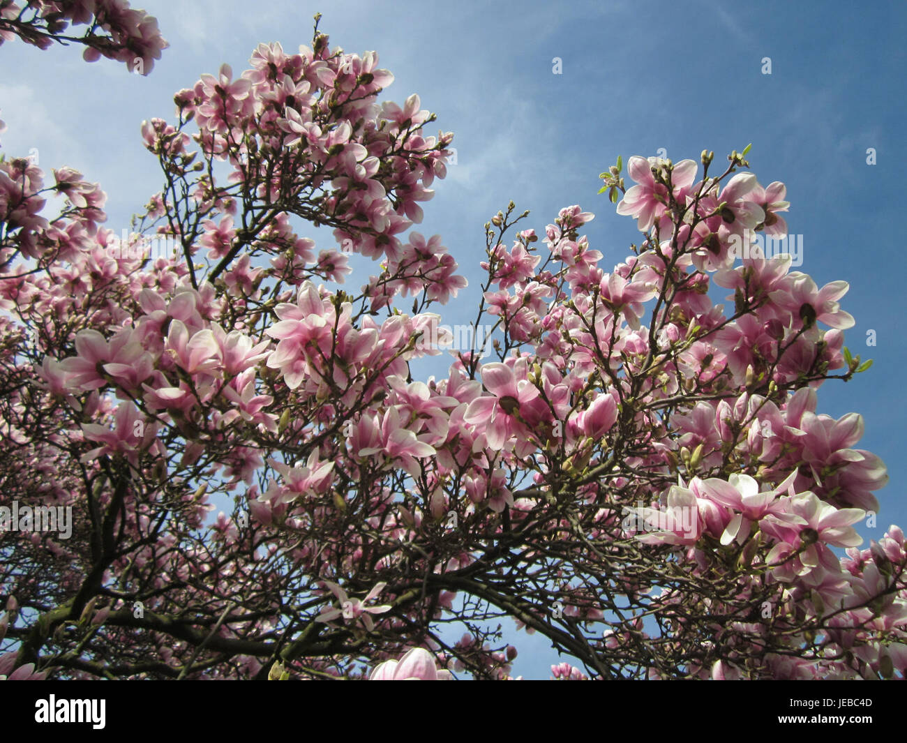 A close-up photograph of a magnolia tree in bloom in Saarbrücken ...